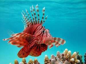 Is the Lionfish a threat to the Cypriot Ecosystem? - Trellows Real Estate